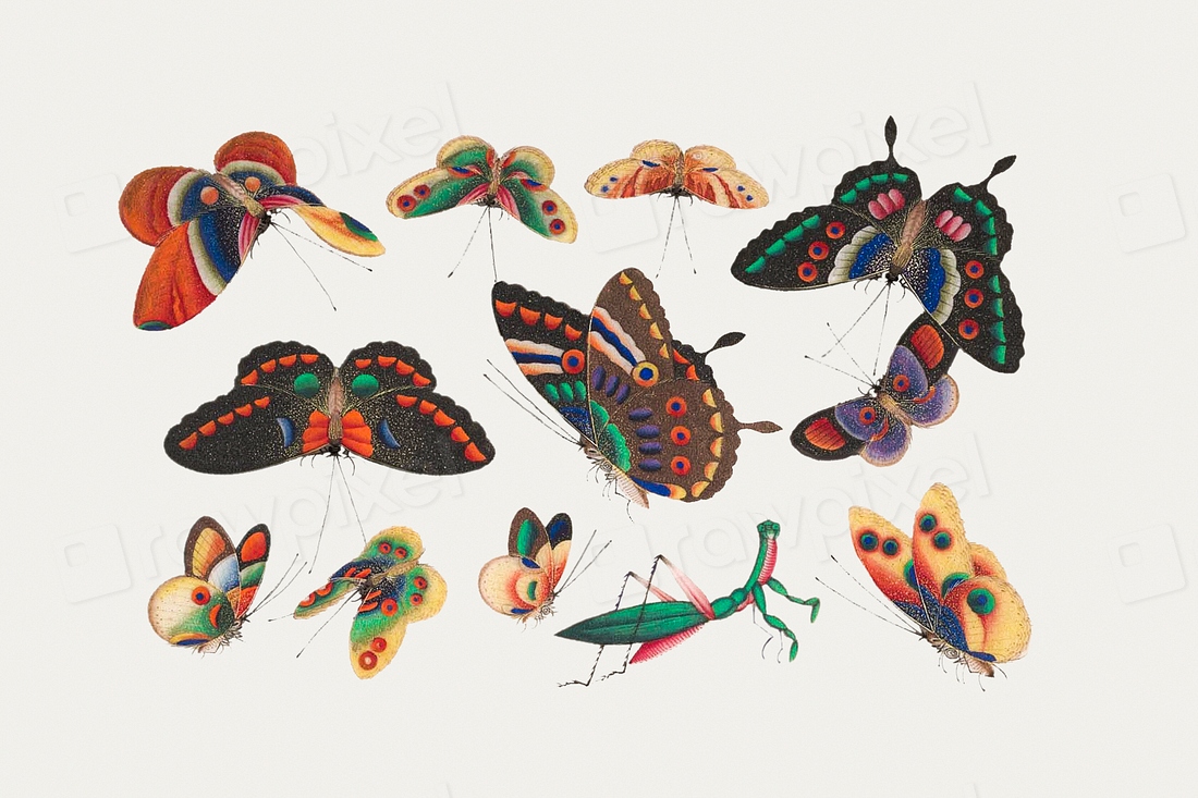 Chinese butterfly and insect painting | Free Photo Illustration - rawpixel