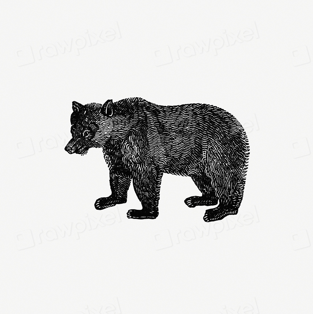 Vintage European style bear engraving | Free Photo Illustration - rawpixel