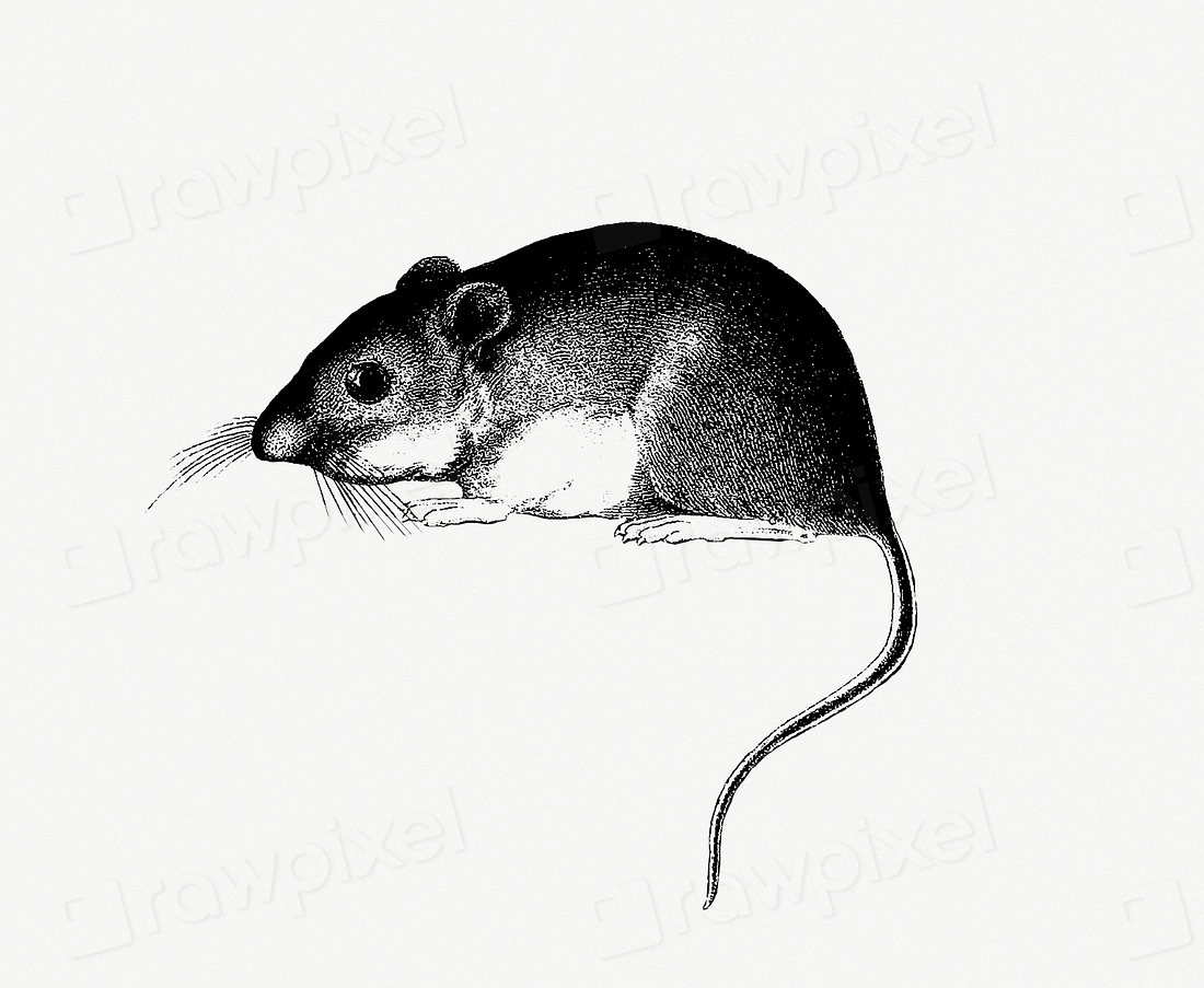 Mouse Report Expedition Zuni Colorado | Free Photo Illustration - rawpixel
