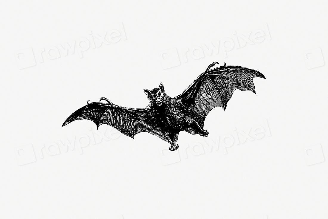 Flying bat Woodland Romances; Or | Free Photo Illustration - rawpixel