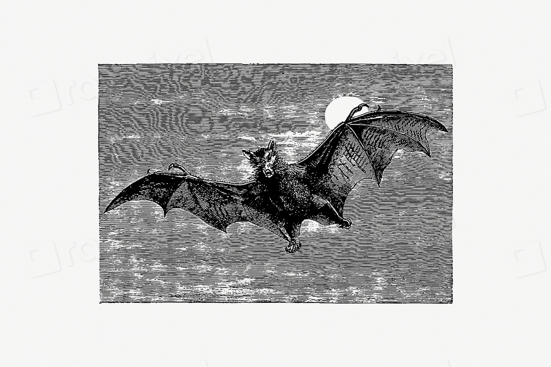 Flying bat Woodland Romances; Or, | Free Photo Illustration - rawpixel