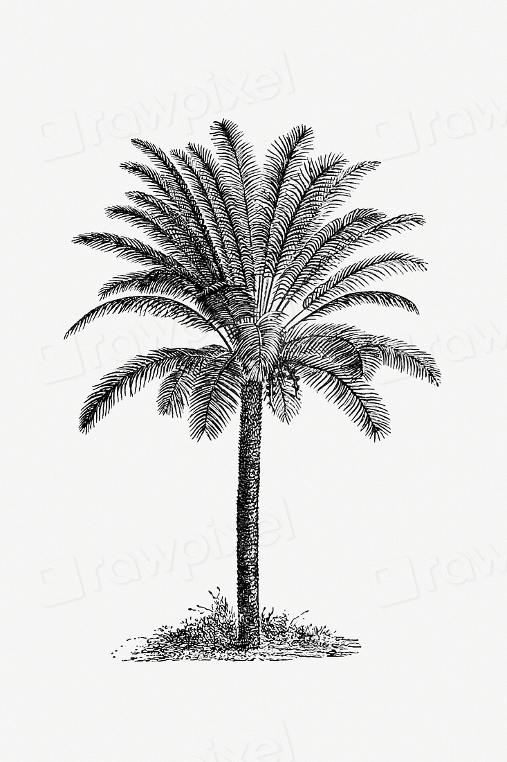 Palm tree Our Knowledge Earth | Free Photo Illustration - rawpixel