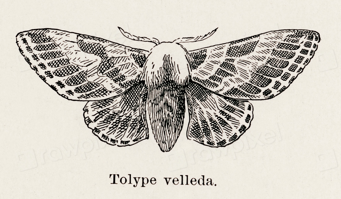 Large Tolype Moth (Tolype velleda). | Free Photo Illustration - rawpixel