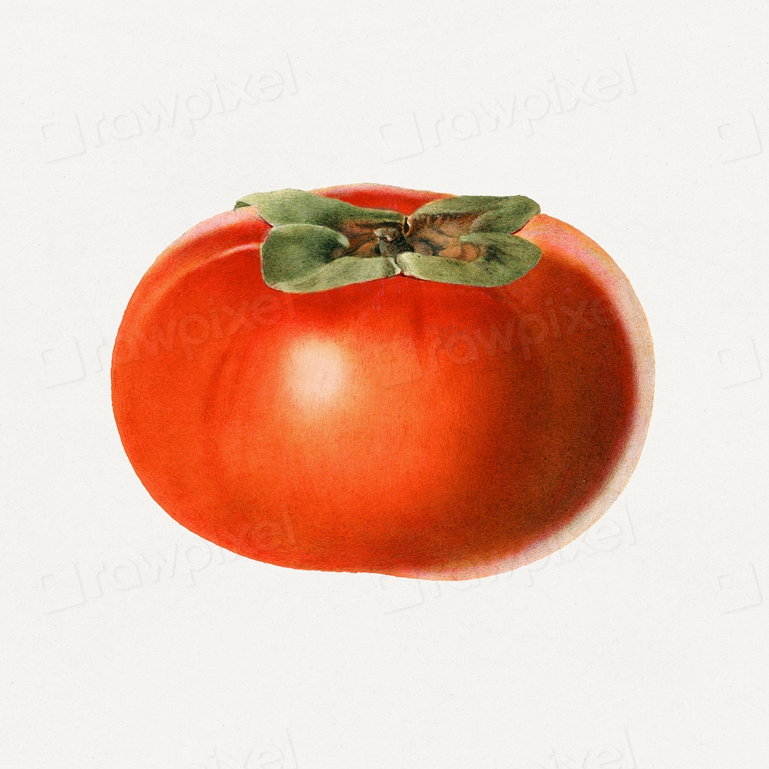 Vintage persimmon illustration. Digitally enhanced | Free Photo ...