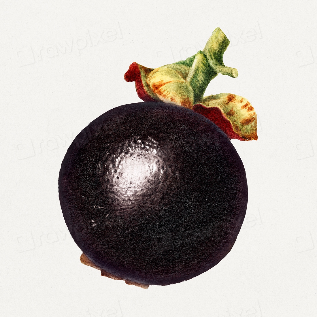 Vintage mangosteen illustration. Digitally enhanced | Free Photo ...