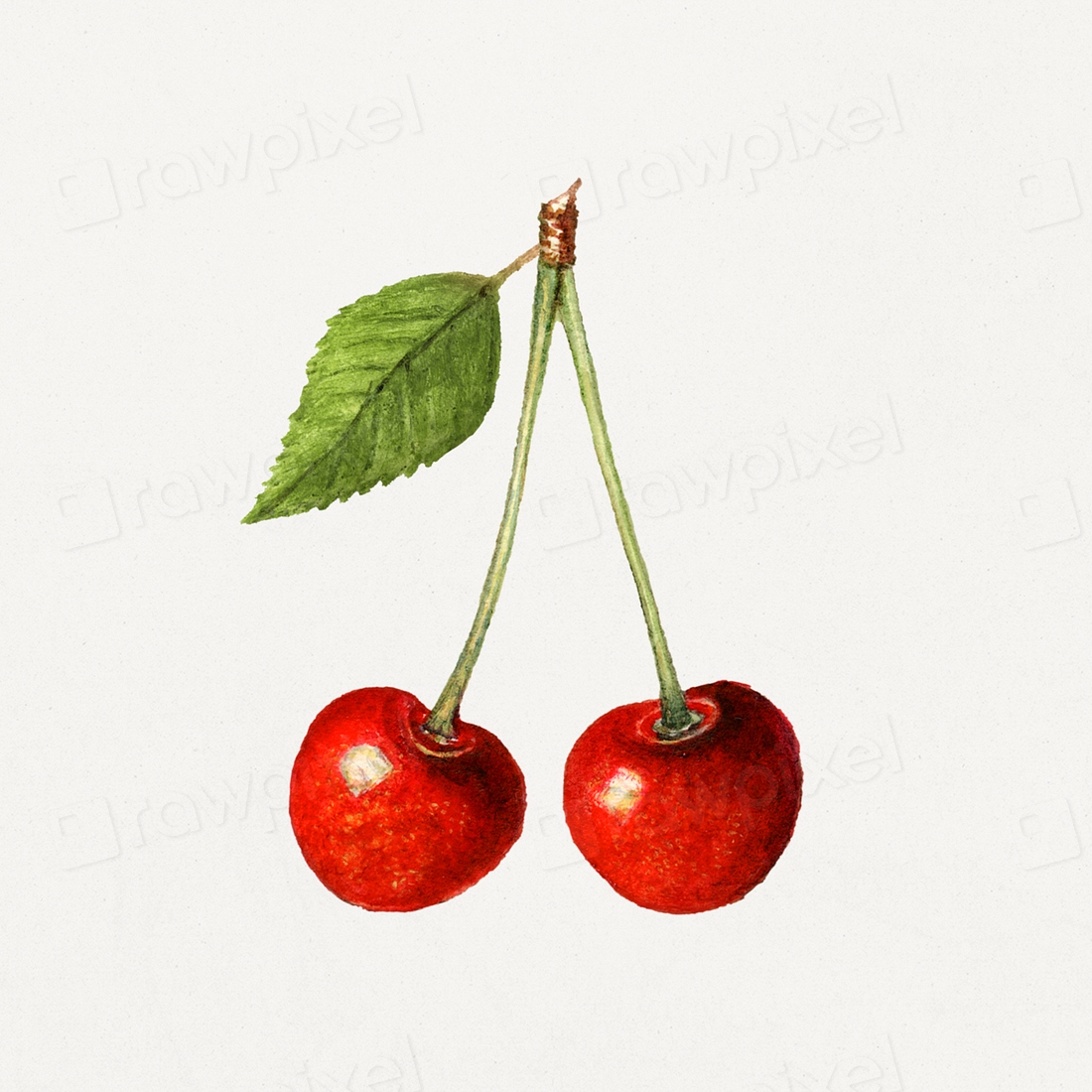 Delicious red cherries illustration. Digitally | Free Photo ...
