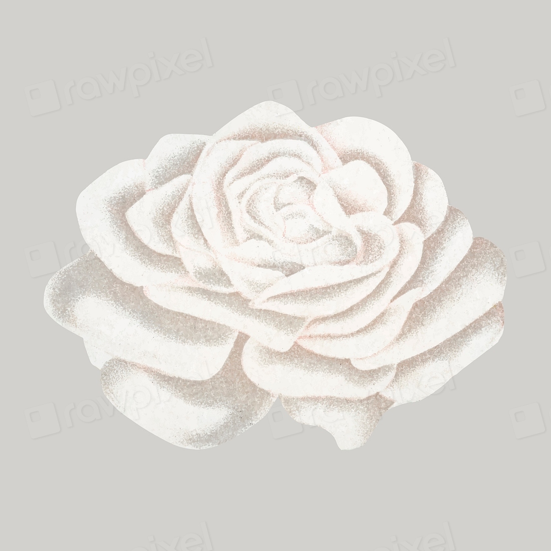 White rose illustration, vintage flower | Premium Vector Illustration ...