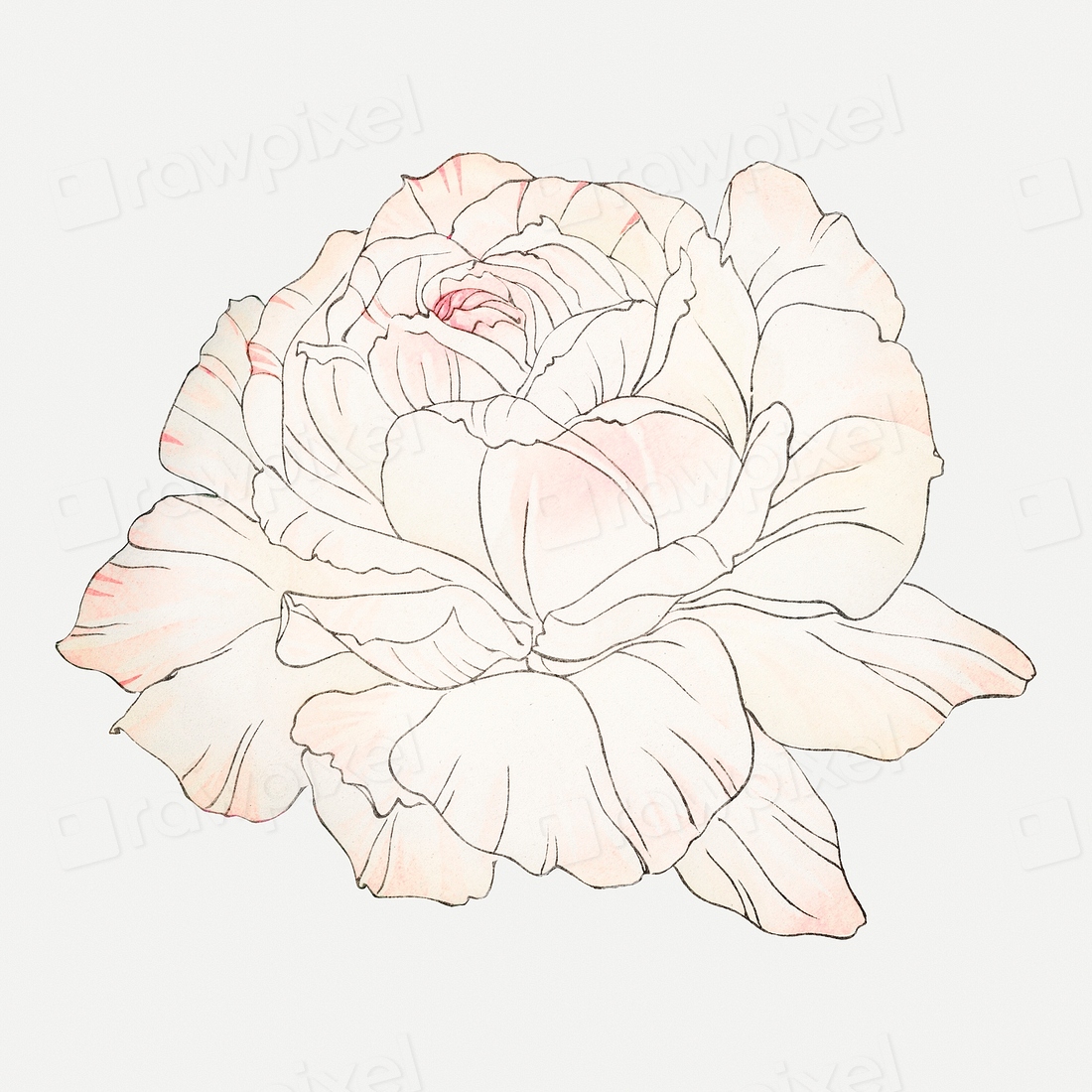 White rose collage element, vintage | Premium PSD - rawpixel