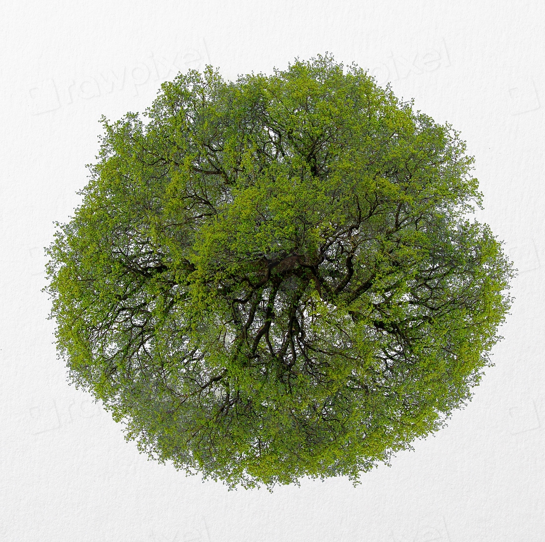 Tree top view isolated white, | Premium Photo - rawpixel