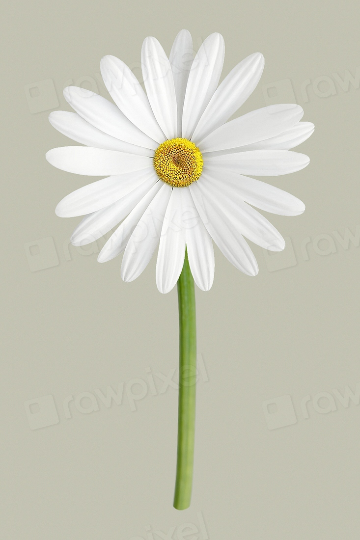 White daisy, flower collage element | Premium PSD - rawpixel