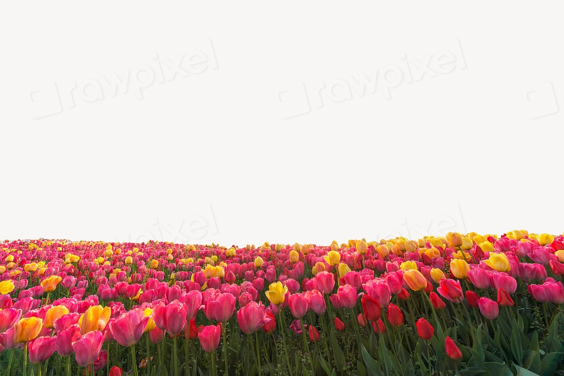 Tulip field background, spring flower | Premium PSD - rawpixel