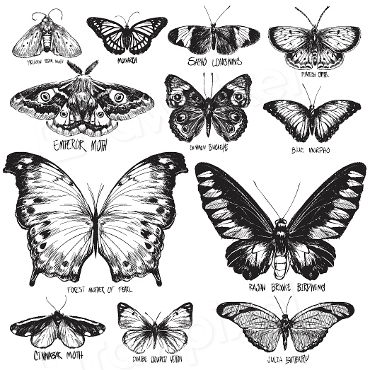 Illustration drawing style butterfly collection | Free Photo - rawpixel