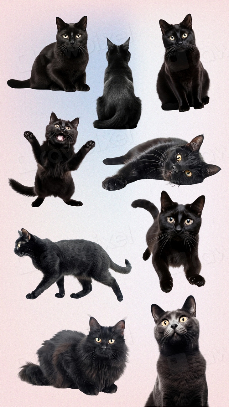 Cute black cat isolated element | Premium Editable Design - rawpixel