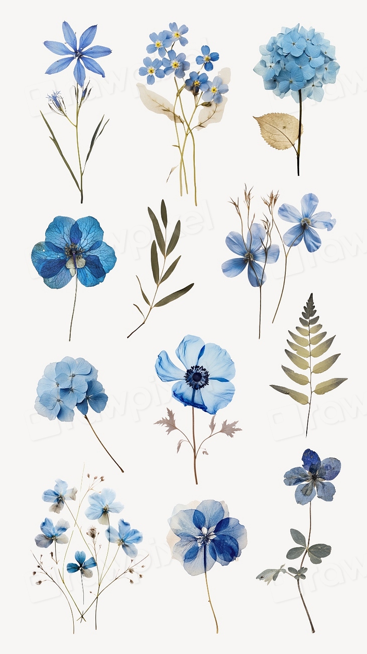 Pressed blue flowers isolated element | Premium Editable Design - rawpixel