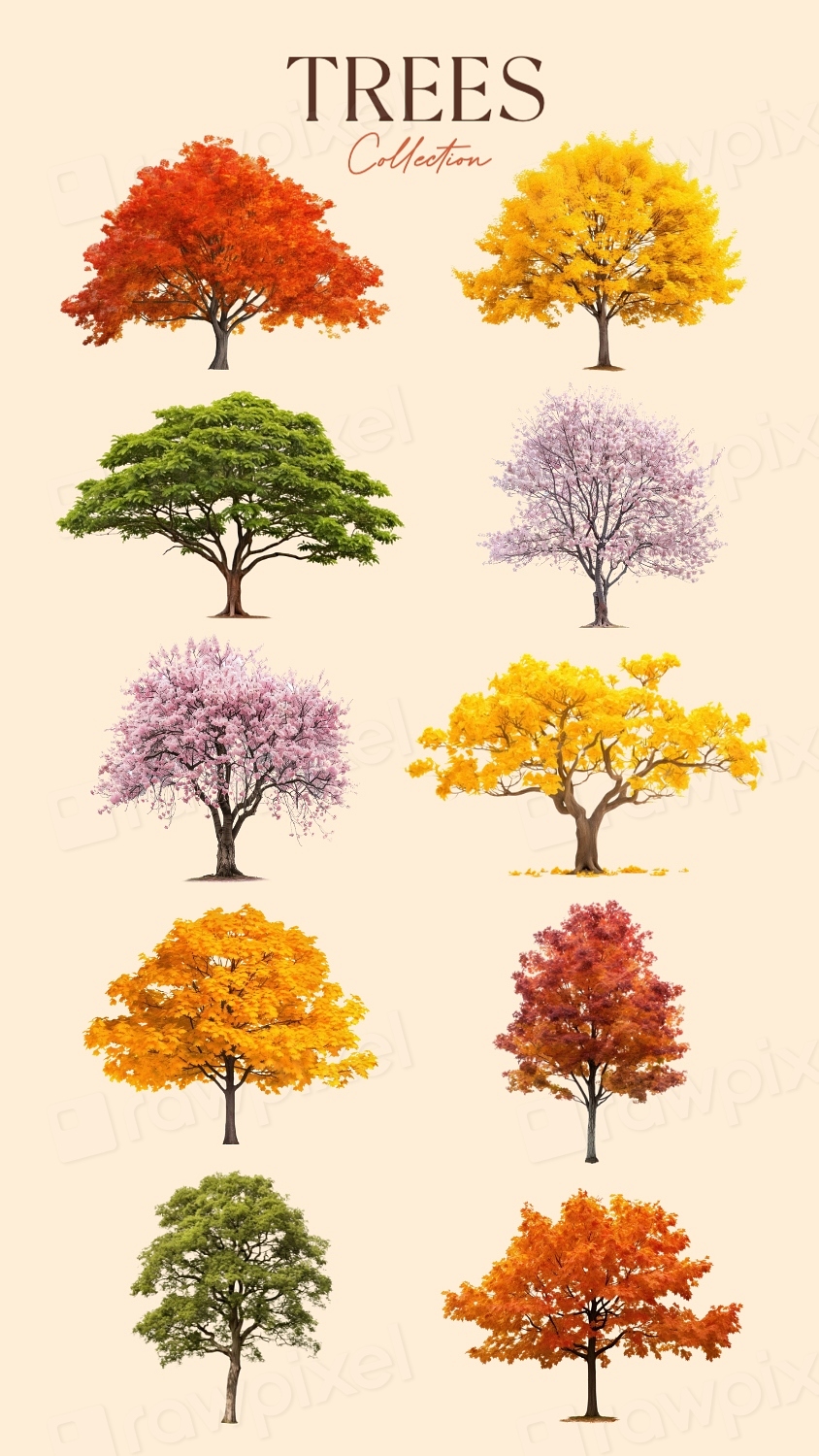Autumn tree set, editable design | Premium Editable Design - rawpixel
