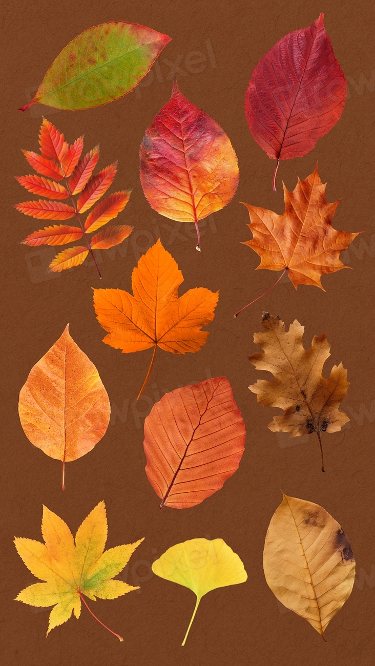 Autumn leaf set, editable design | Premium Editable Design - rawpixel