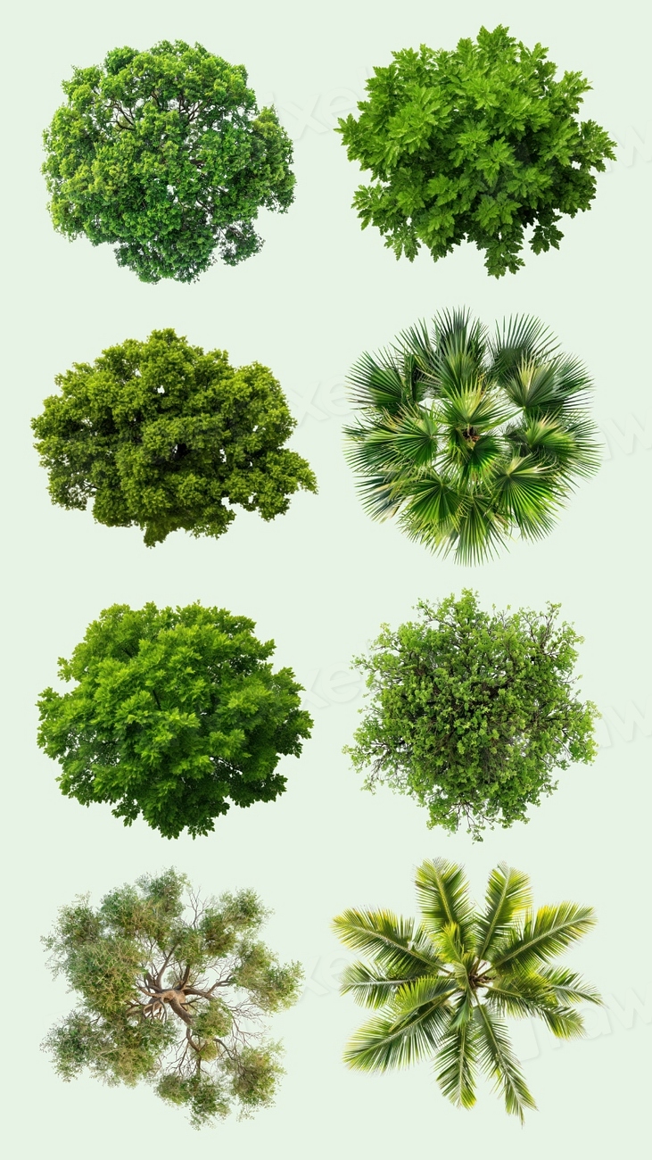 Editable top view tree design | Premium Editable Design - rawpixel