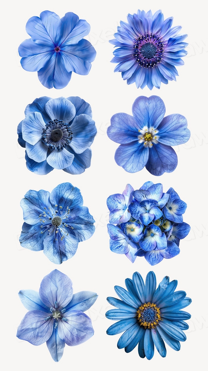 Editable blue flower element set | Premium Editable Design - rawpixel
