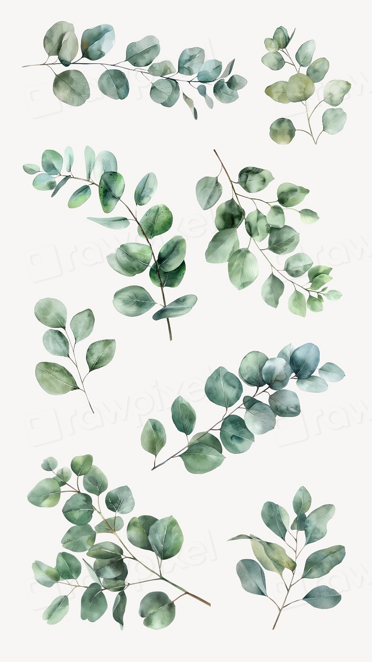Editable eucalyptus leaves design element | Premium Editable Design ...