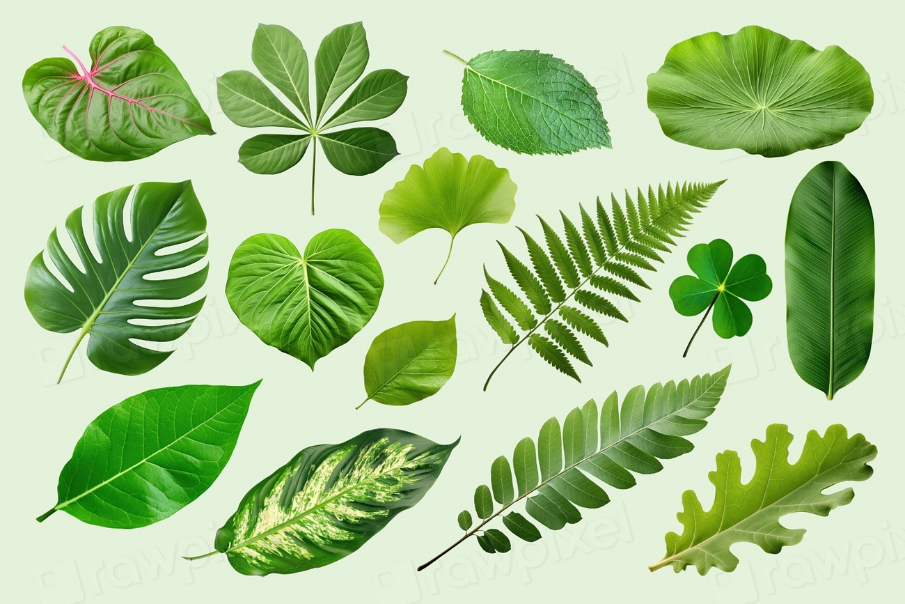 Editable green leaf design element | Premium Editable Design - rawpixel