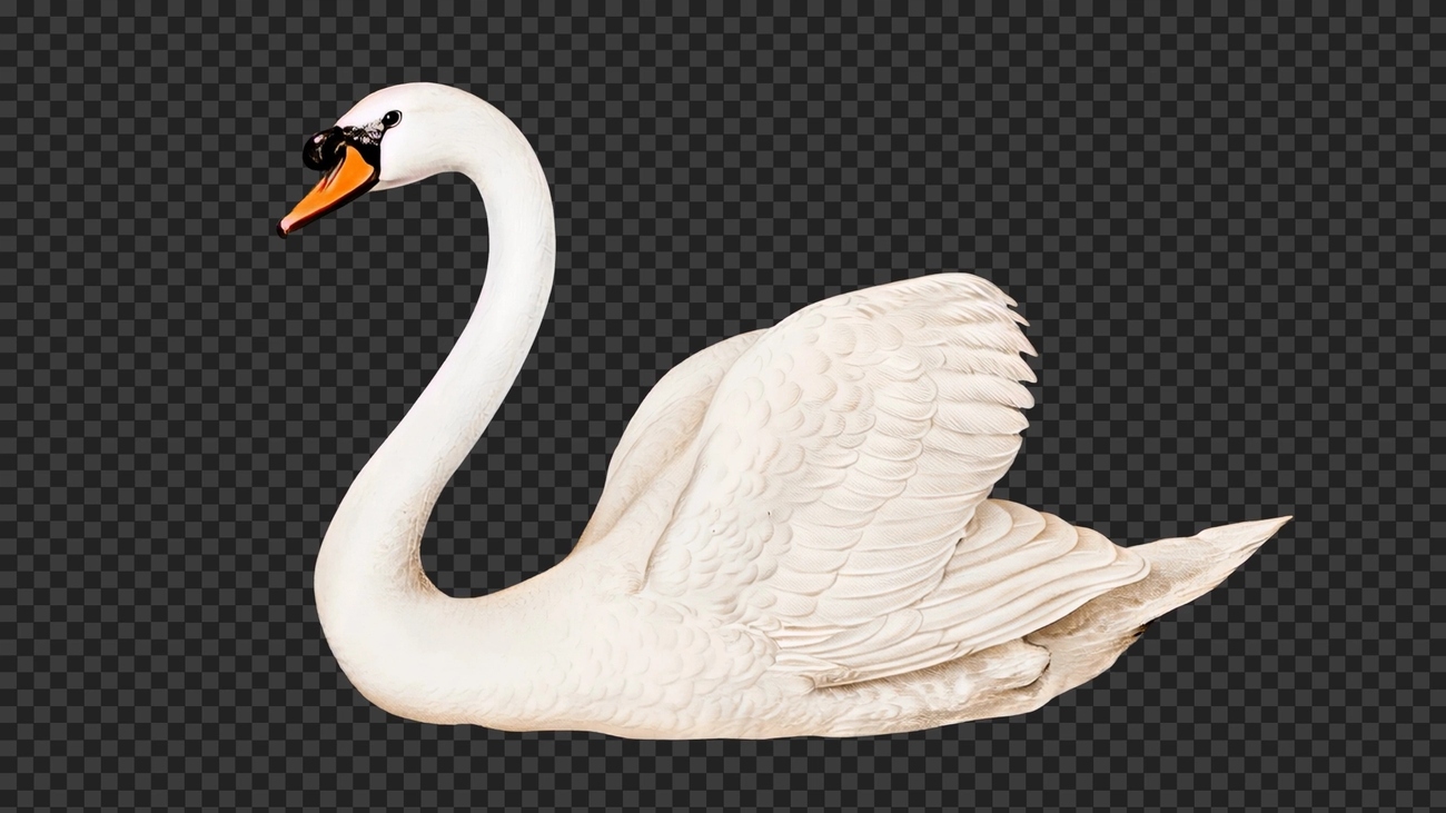 Elegant swan animation isolated asset | Free Transparent Video - rawpixel