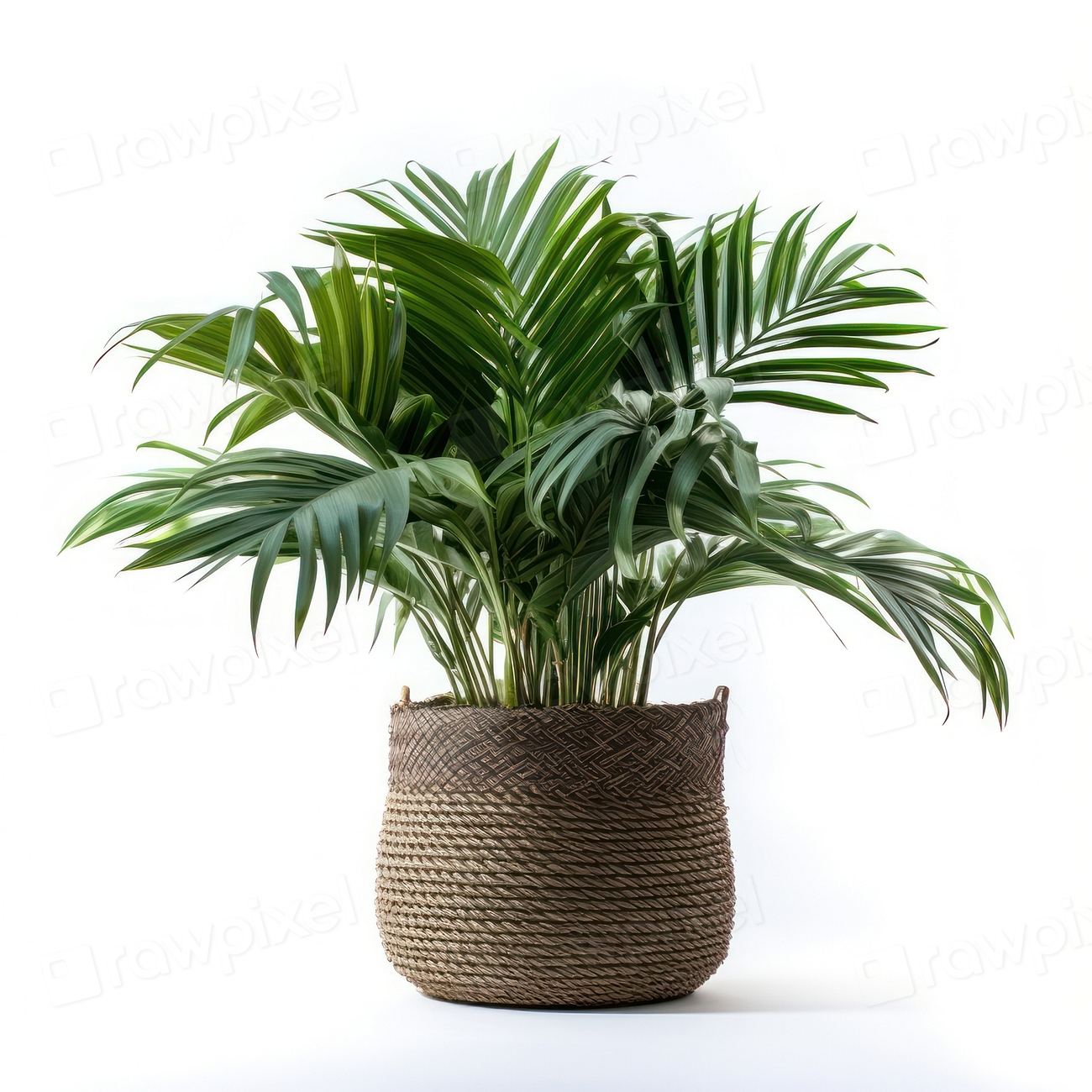 Lush indoor palm woven basket | Free Photo - rawpixel
