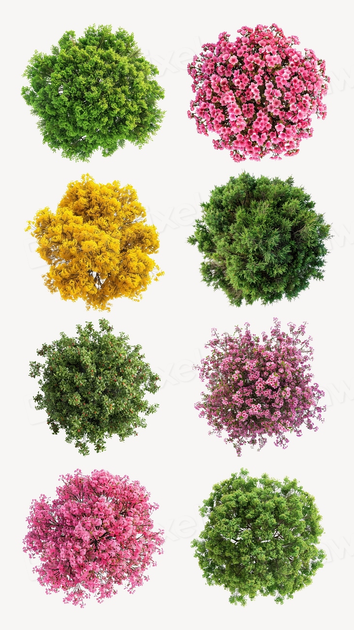 Tree top view element set | Premium Photo - rawpixel