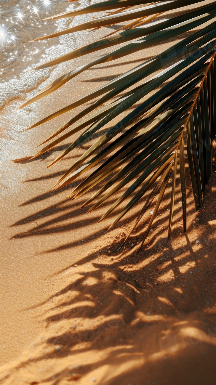 Tropical beach palm shadow sand | Free Photo - rawpixel