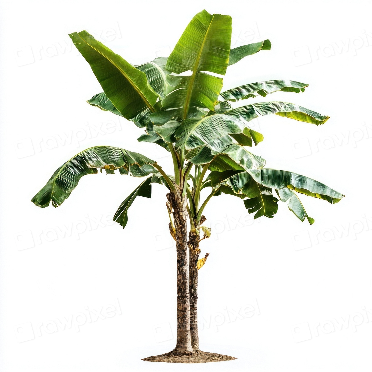 banana tree photography isolated leaves | Free Photo - rawpixel