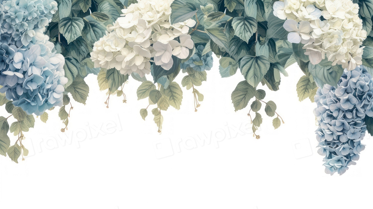 Hanging Hydrangeas hydrangea pattern flower | Free Photo Illustration ...