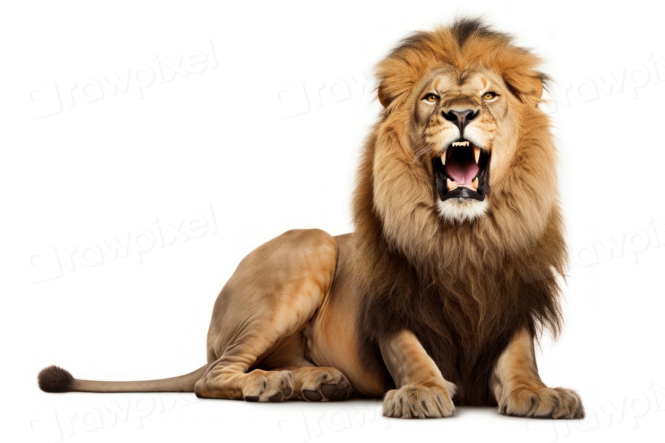 Lion wildlife mammal animal. | Premium Photo - rawpixel