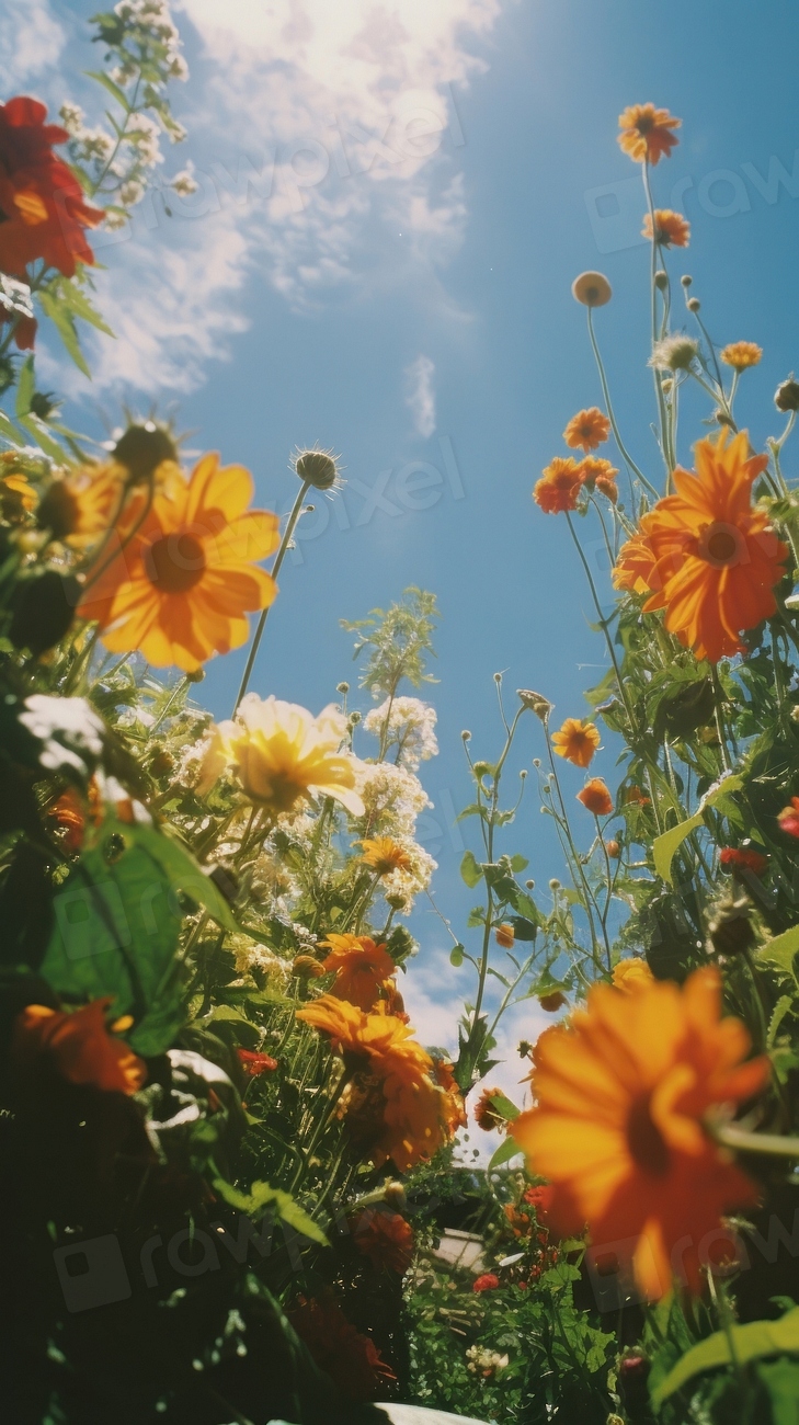 Summer garden sunflower outdoors nature. | Premium Photo - rawpixel