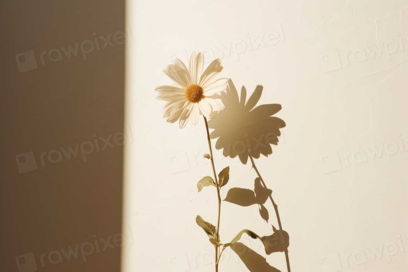 Flower shadow desktop petal plant | Premium Photo - rawpixel