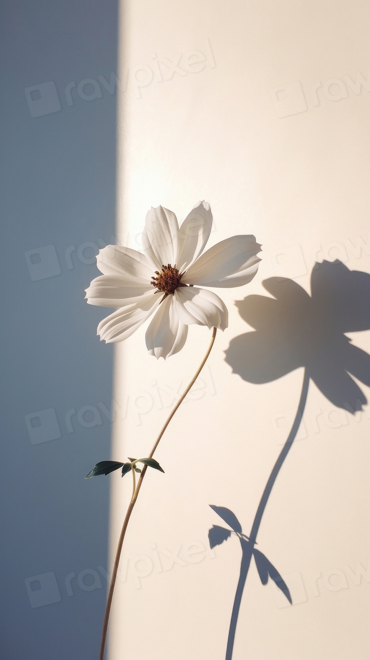 Flower blossom shadow petal. AI | Free Photo - rawpixel