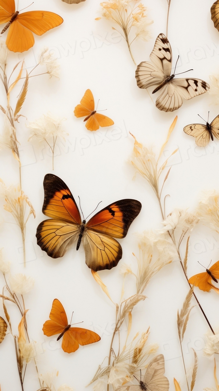PNG Real pressed butterflies butterfly | Premium Photo - rawpixel