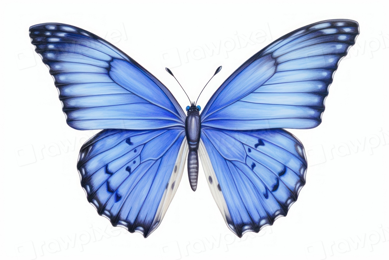 Drawing butterfly animal insect blue. | Free Photo Illustration - rawpixel