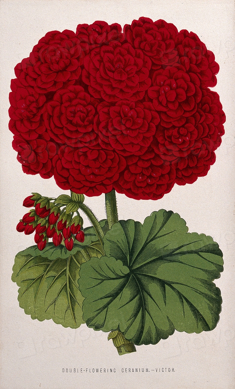 double-flowered geranium (Geranium species) Chromolithograph | Free ...