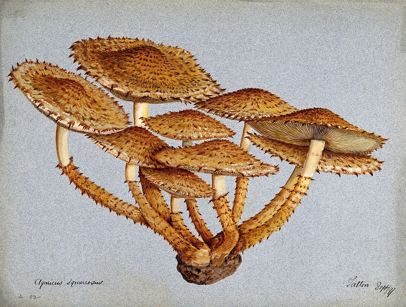 fungus (Pholiota squarrosa). Watercolour, 1897. | Free Photo Illustration - rawpixel