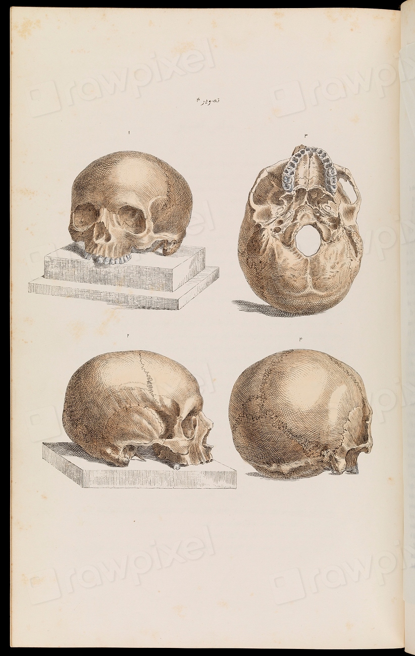 An atlas anatomical plates human | Free Photo Illustration - rawpixel