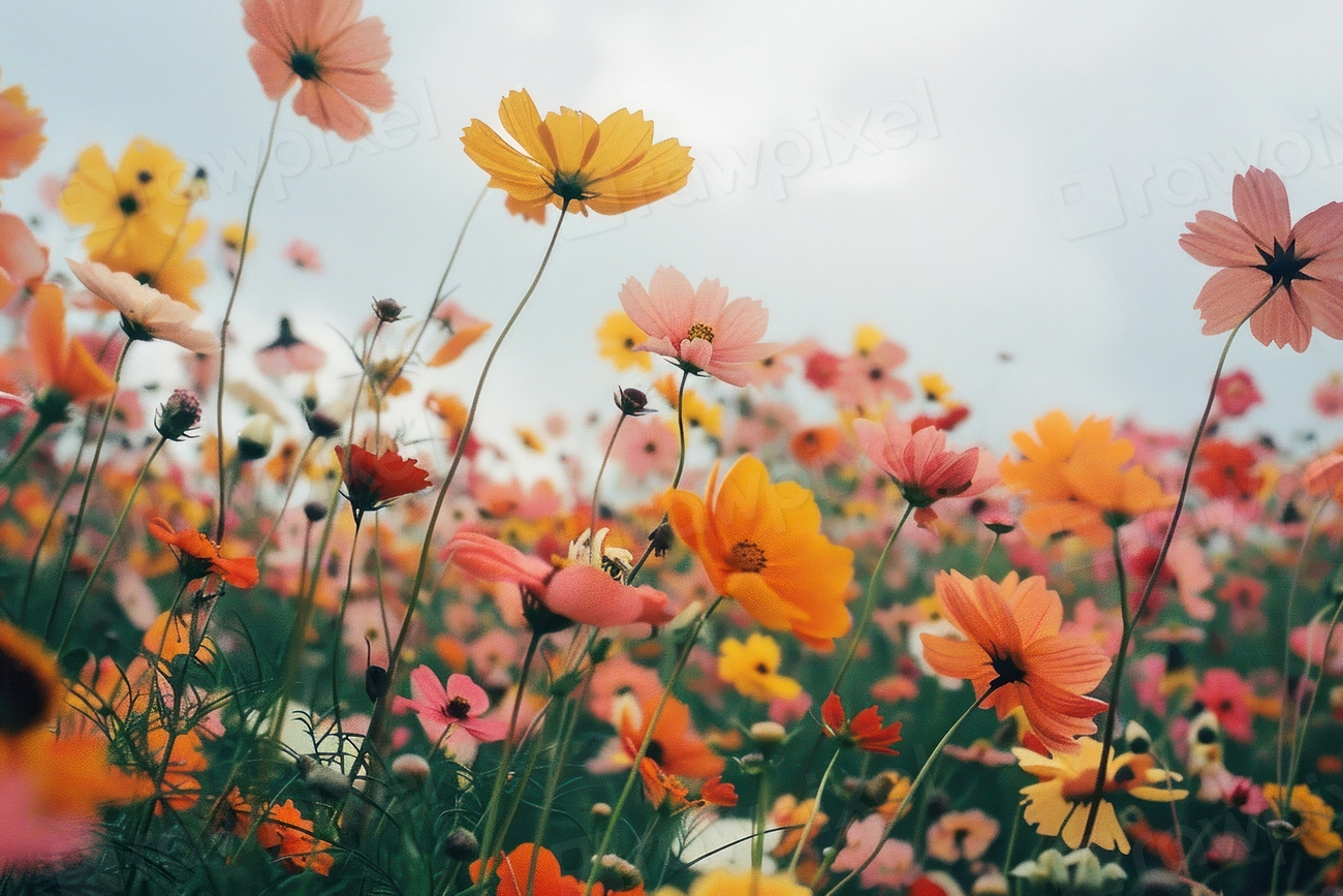 Colorful flower field backgrounds landscape | Premium Photo - rawpixel