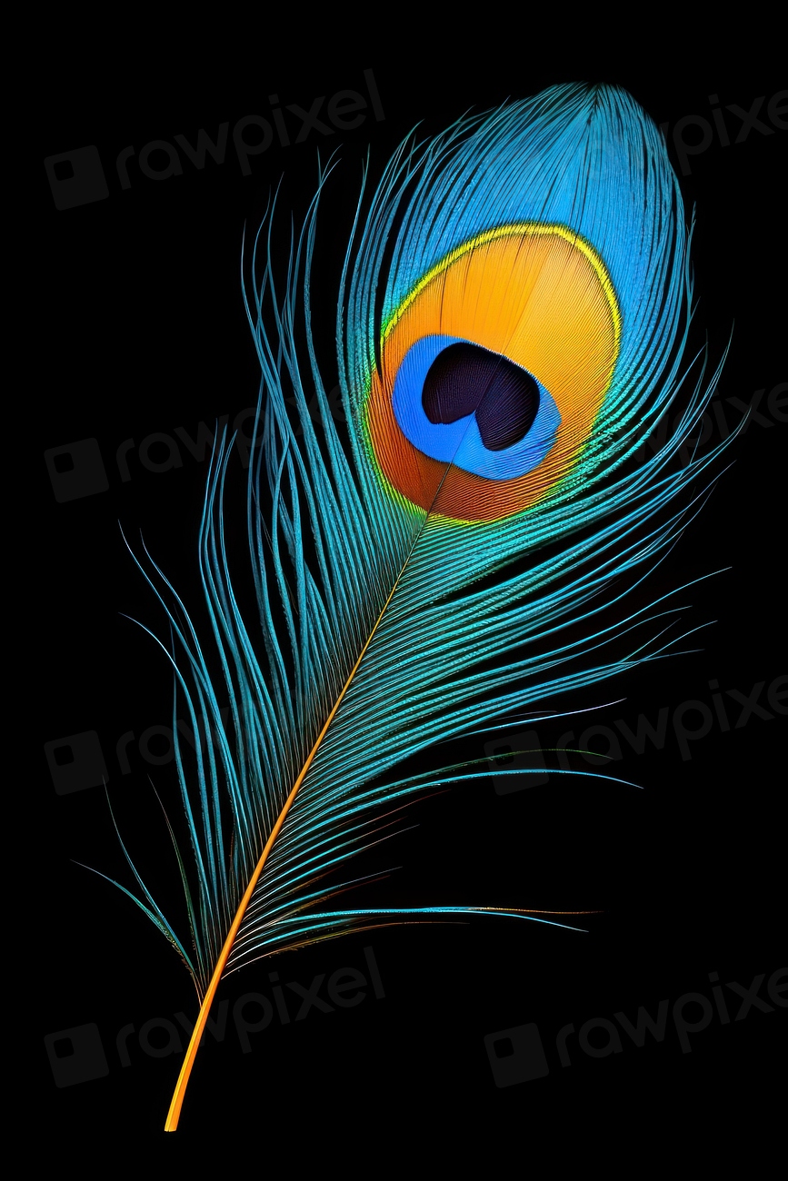 Photo peacock feather pattern bird | Premium Photo - rawpixel