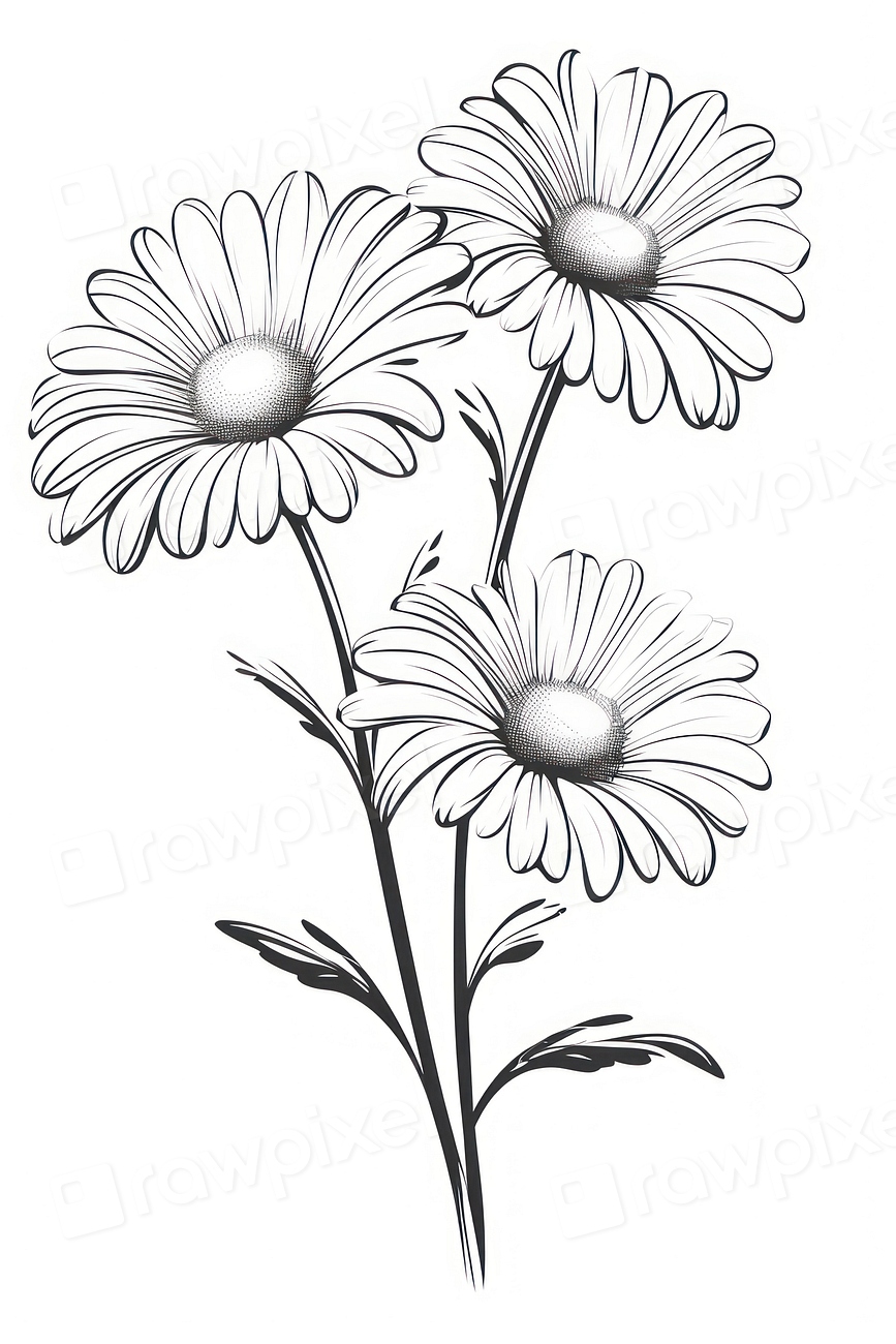 Daisy flowers drawing sketch plant | Free Photo Illustration - rawpixel