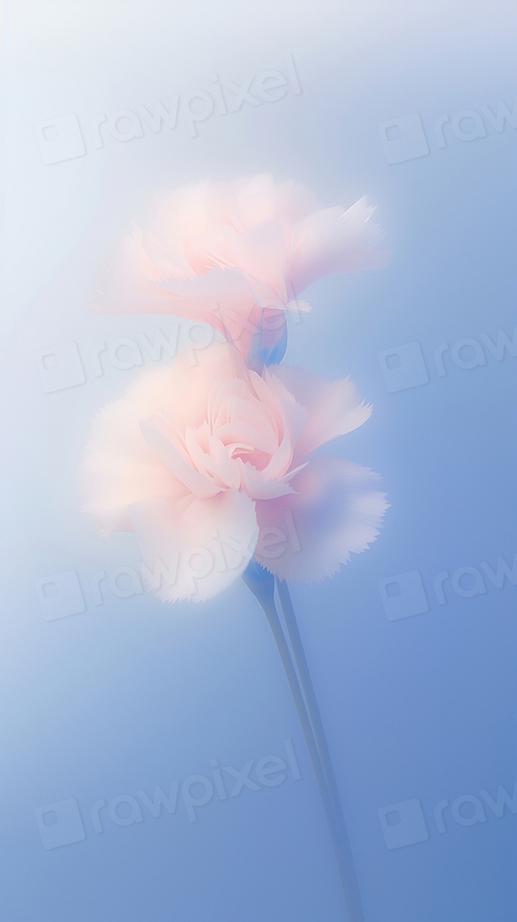Blurred gradient pink Carnations carnation | Premium Photo Illustration ...