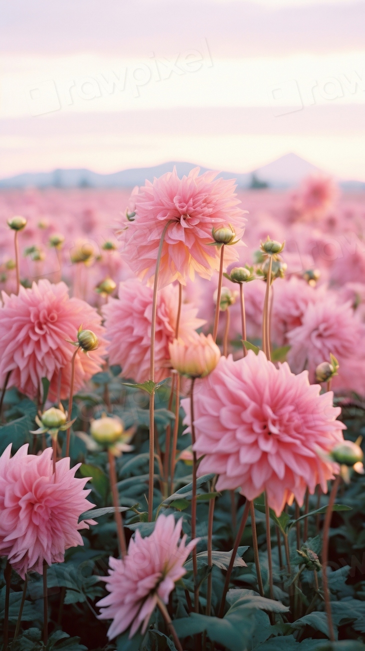 Field pink dahlia landscape outdoors | Free Photo - rawpixel