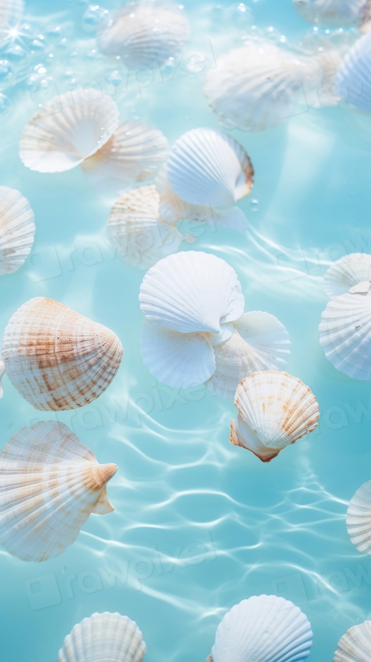 Shells seashell outdoors summer. | Premium Photo - rawpixel
