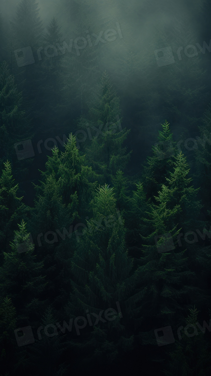 Deep pine forest green outdoors | Premium Photo - rawpixel