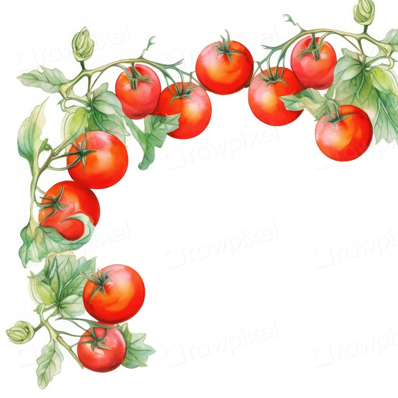 Tomato border vegetable plant food. | Premium Photo Illustration - rawpixel