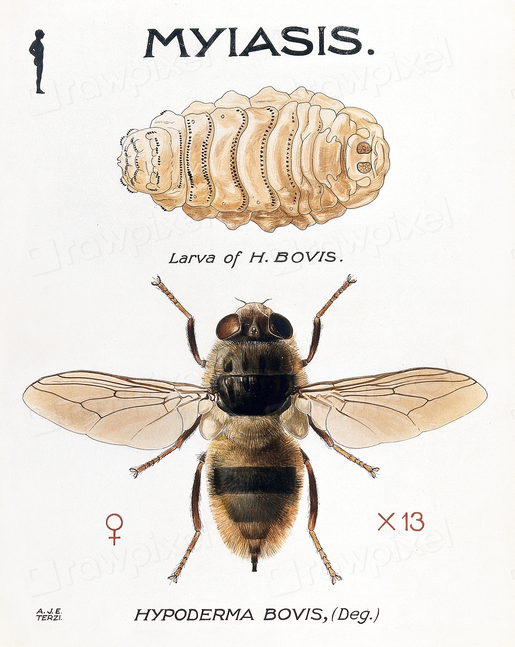 larva and fly ox warble-fly | Free Photo Illustration - rawpixel