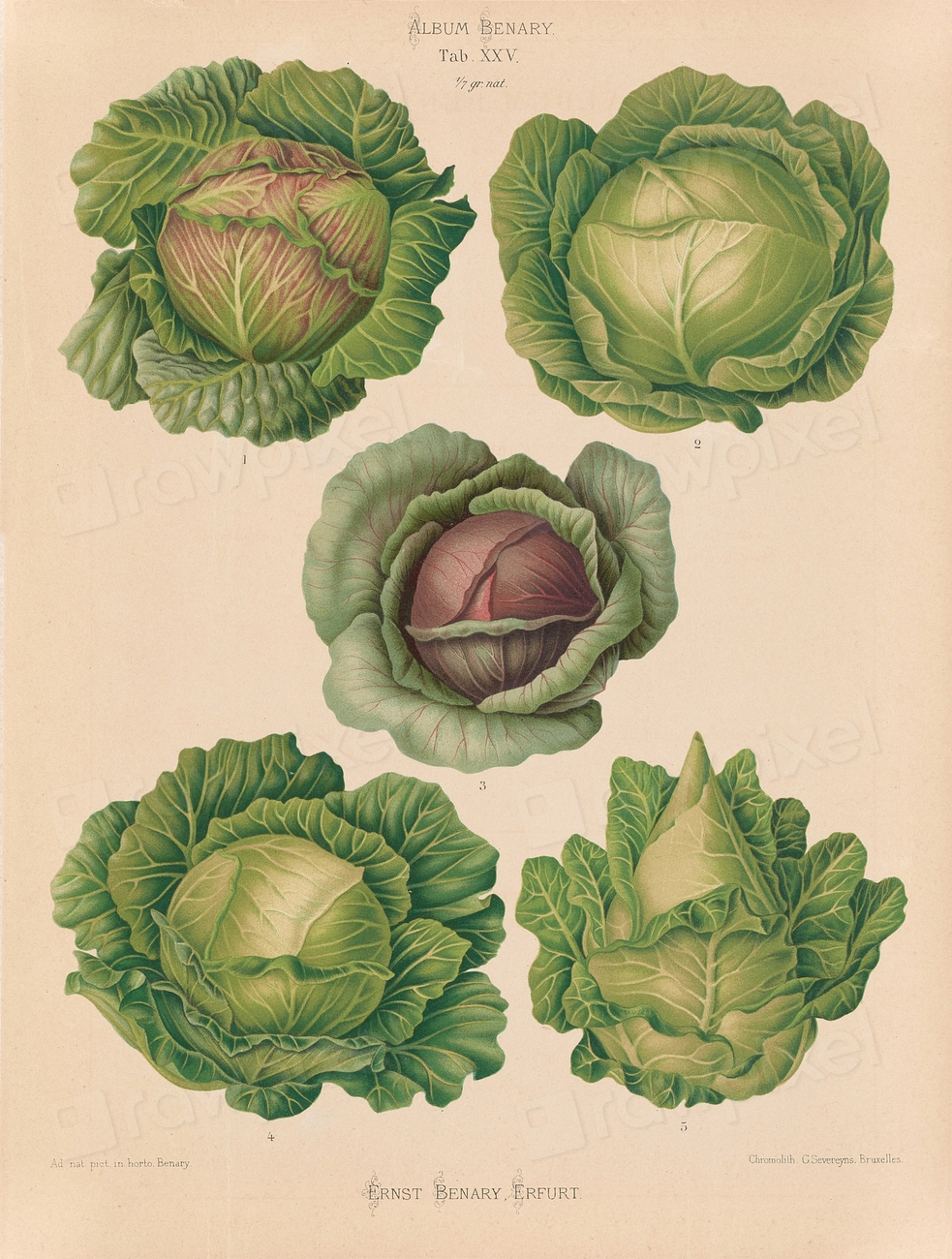 Cabbages Album Benary (1876-1886) Ernst | Free Photo Illustration ...