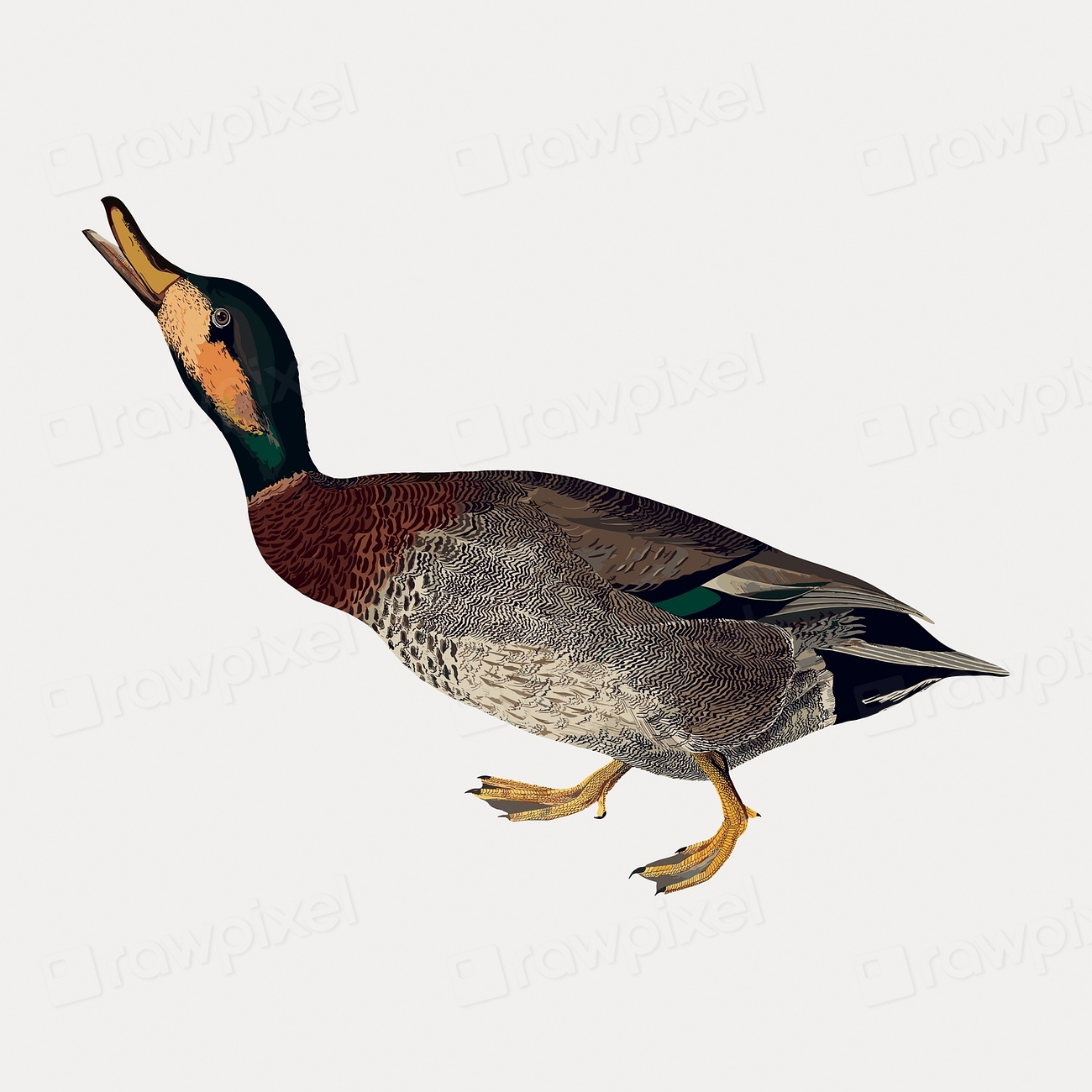 Bemaculated duck bird sticker, vector | Free Vector - rawpixel